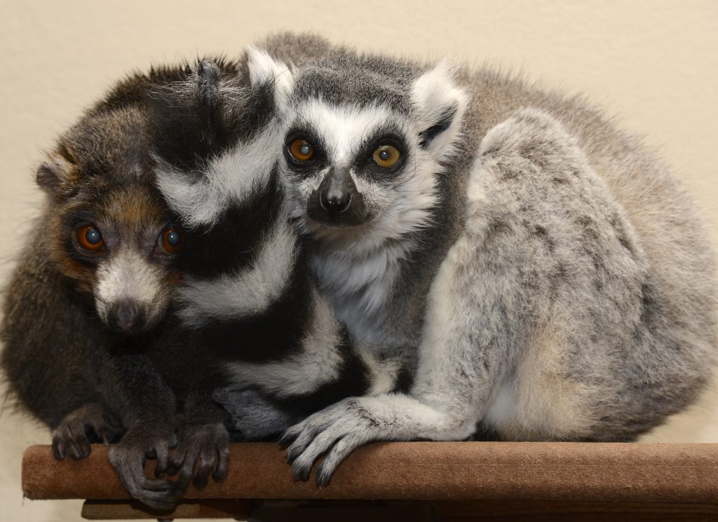 Lemurs in Love: Odd Couple Pairings of Geriatric Lemurs Keep the Social ...